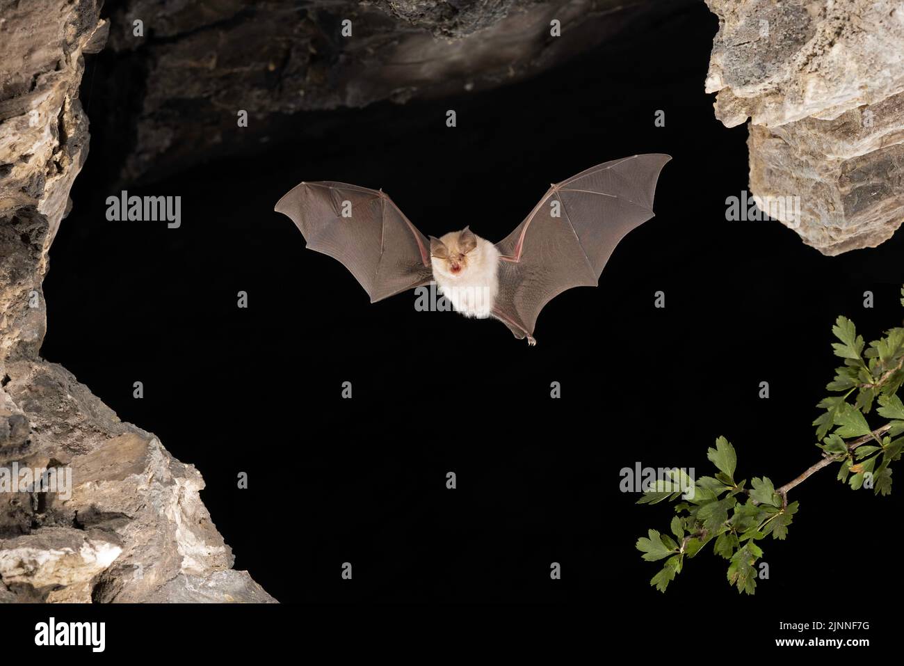 Lesser horseshoe bat (Rhinolophus hipposideros) in flight, bat ...