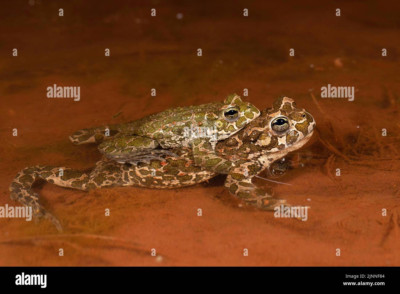 European green toad (Bufo viridis), pair in amplexus, Thuringia ...