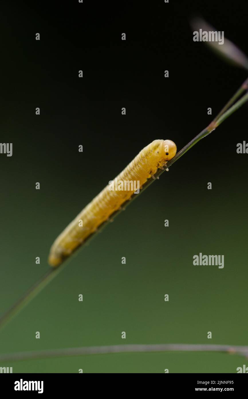 Larva of a plant wasp on a blade of grass Stock Photo - Alamy