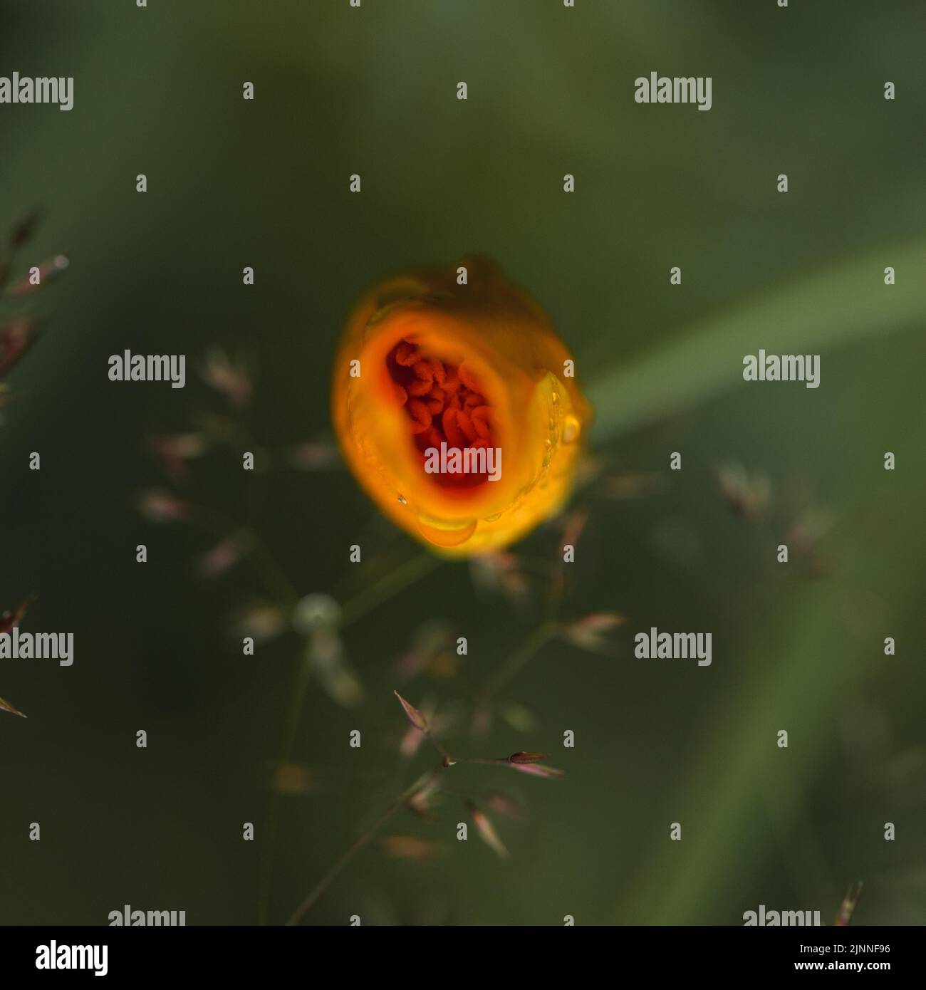 Bud orange hi-res stock photography and images - Alamy