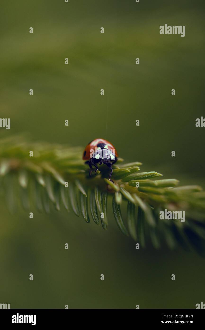 Ladybird from the front on a conifer Stock Photo - Alamy