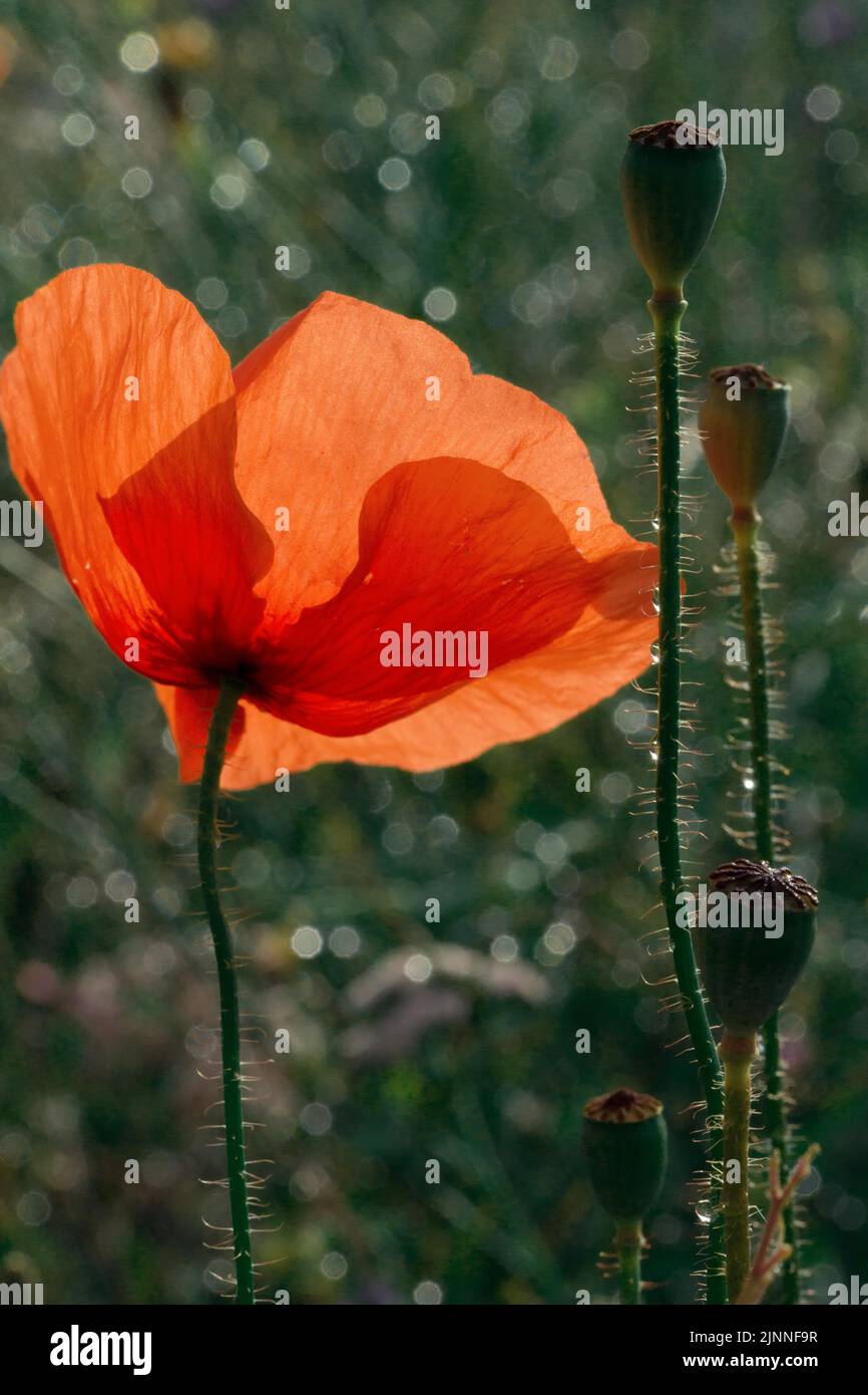 Poppy pod hi-res stock photography and images - Alamy