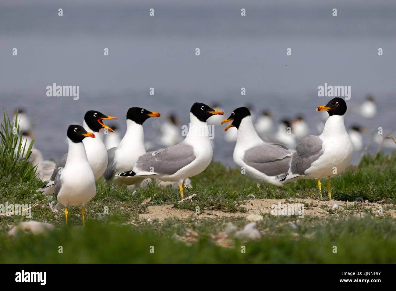 Pallas's gull (Ichthyaetus ichthyaetus) Breeding colony on island, rare ...