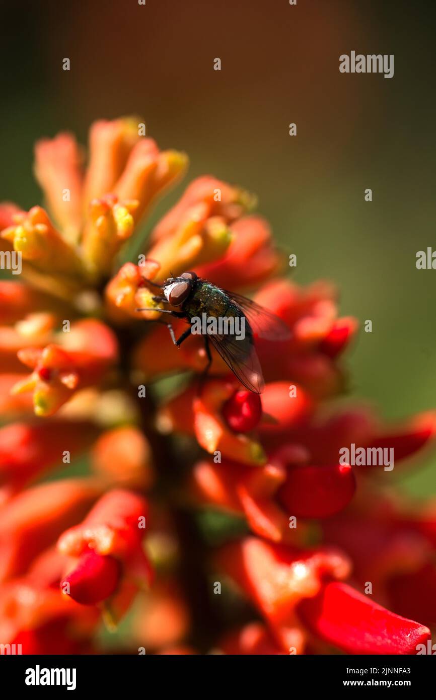 Fly on flower, Botanical Garden Cologne, North Rhine-Westphalia ...