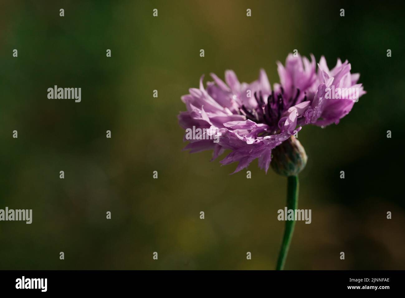Purple cornflower hi-res stock photography and images - Alamy