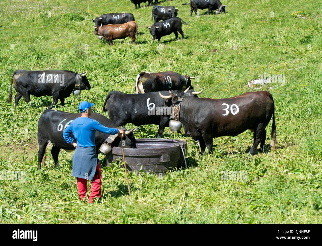 Herdsman with fighting cows of the Eringer cattle breed at a water ...