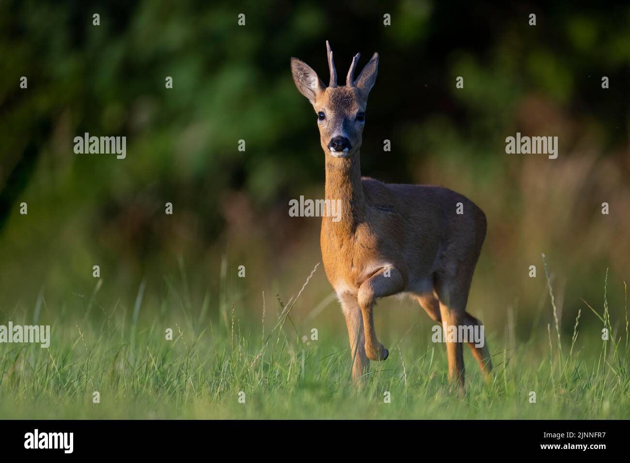 European roe deer (Capreolus capreolus) at leaf time, Steinborn ...