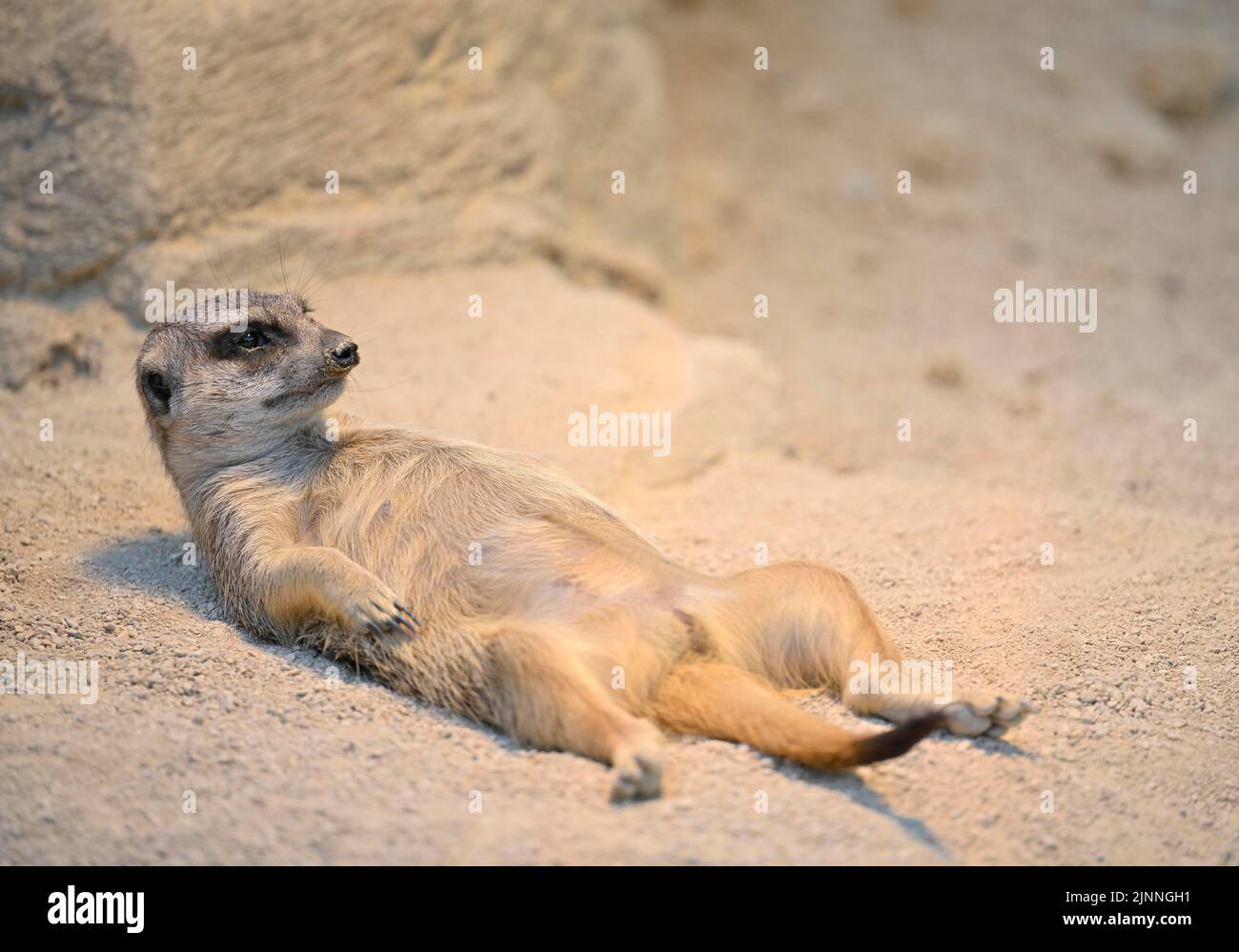 Lie back hi-res stock photography and images - Alamy