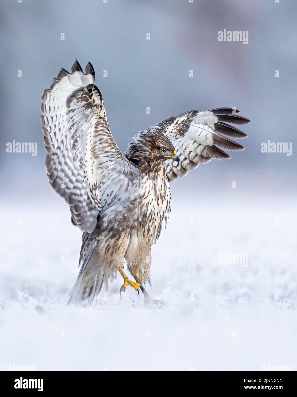 Wing posture hi-res stock photography and images - Alamy