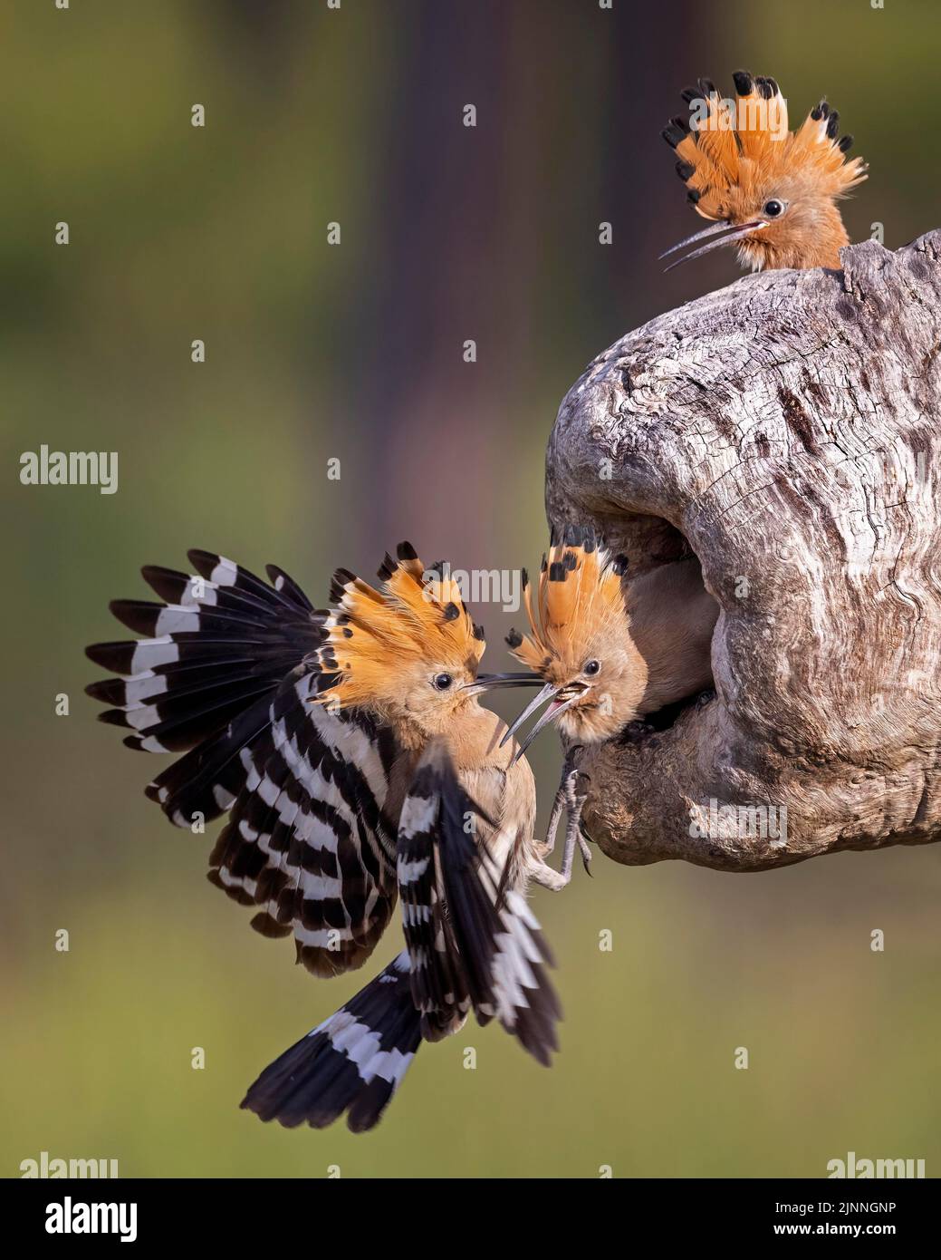Hoopoe (Upupa epops) Old bird feeding young birds, foraging, feeding ...