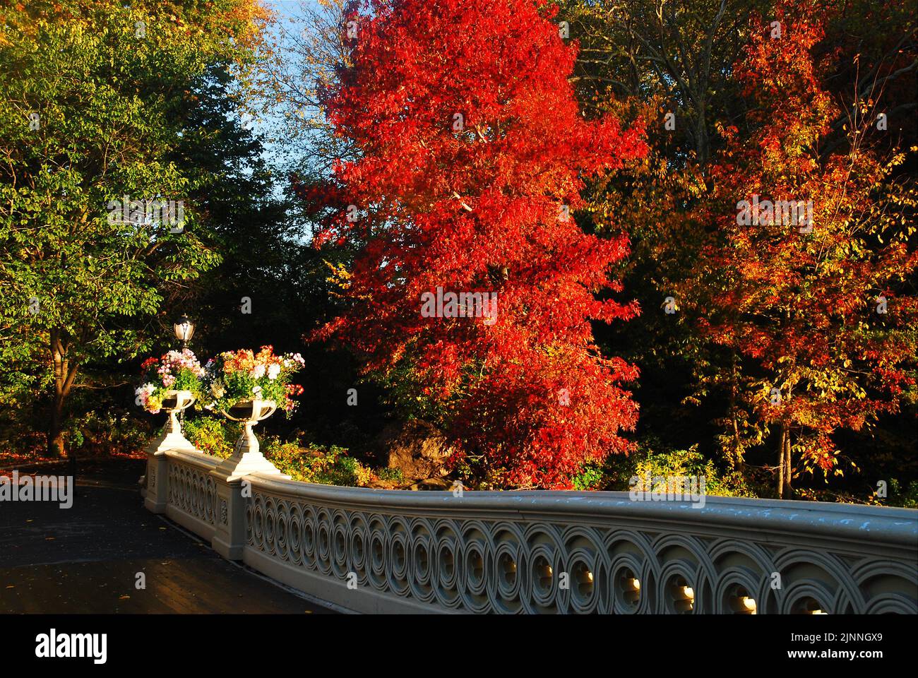 Brilliant fall Foliage and autumn leaves turn the trees of New York's ...