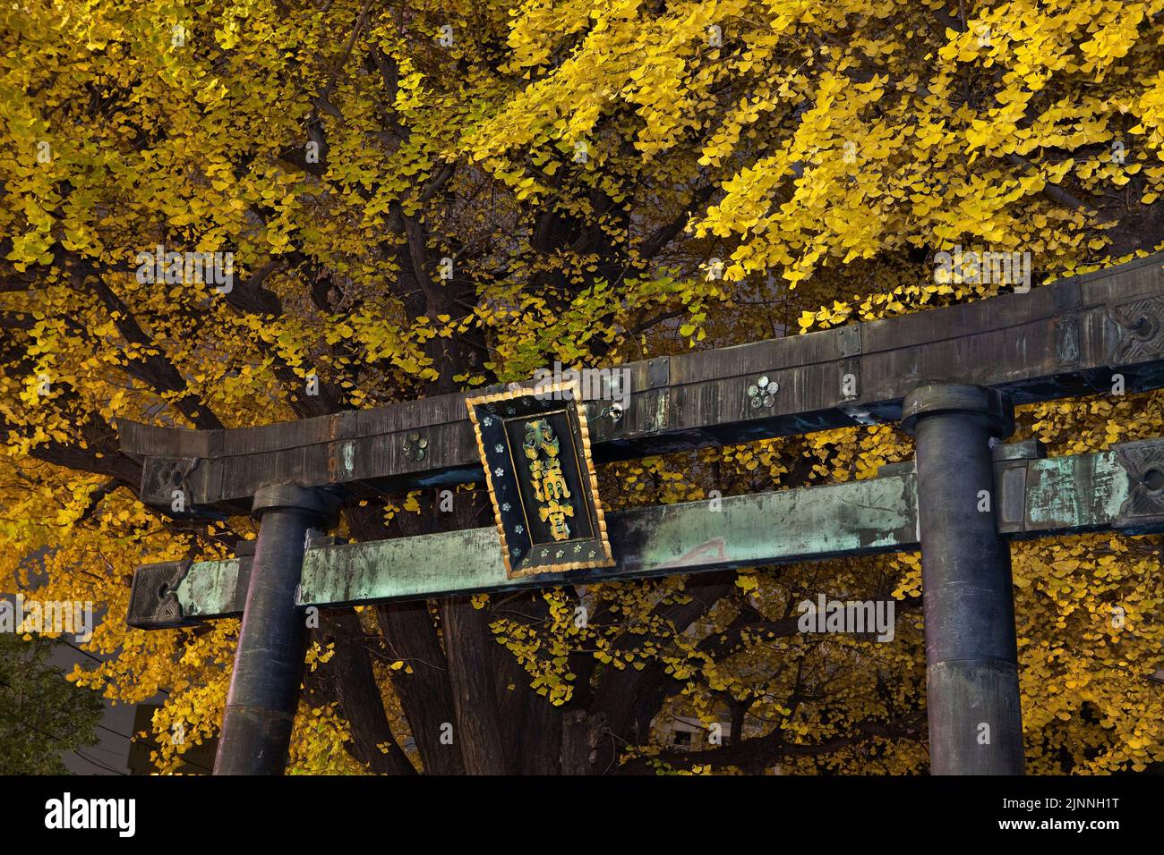 Large torii gate entrance Ginko tree in autumn night Yushima Shrine ...