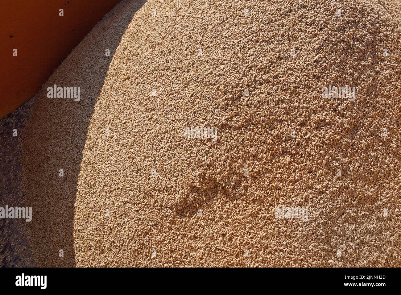 Load of harvested rice in Mt. Aso area, Kumamoto, Japan Stock Photo - Alamy