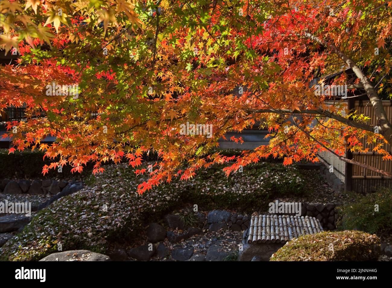 Maple tree in autumn Kiyosumi Gardens Tokyo Japan 3 Stock Photo - Alamy