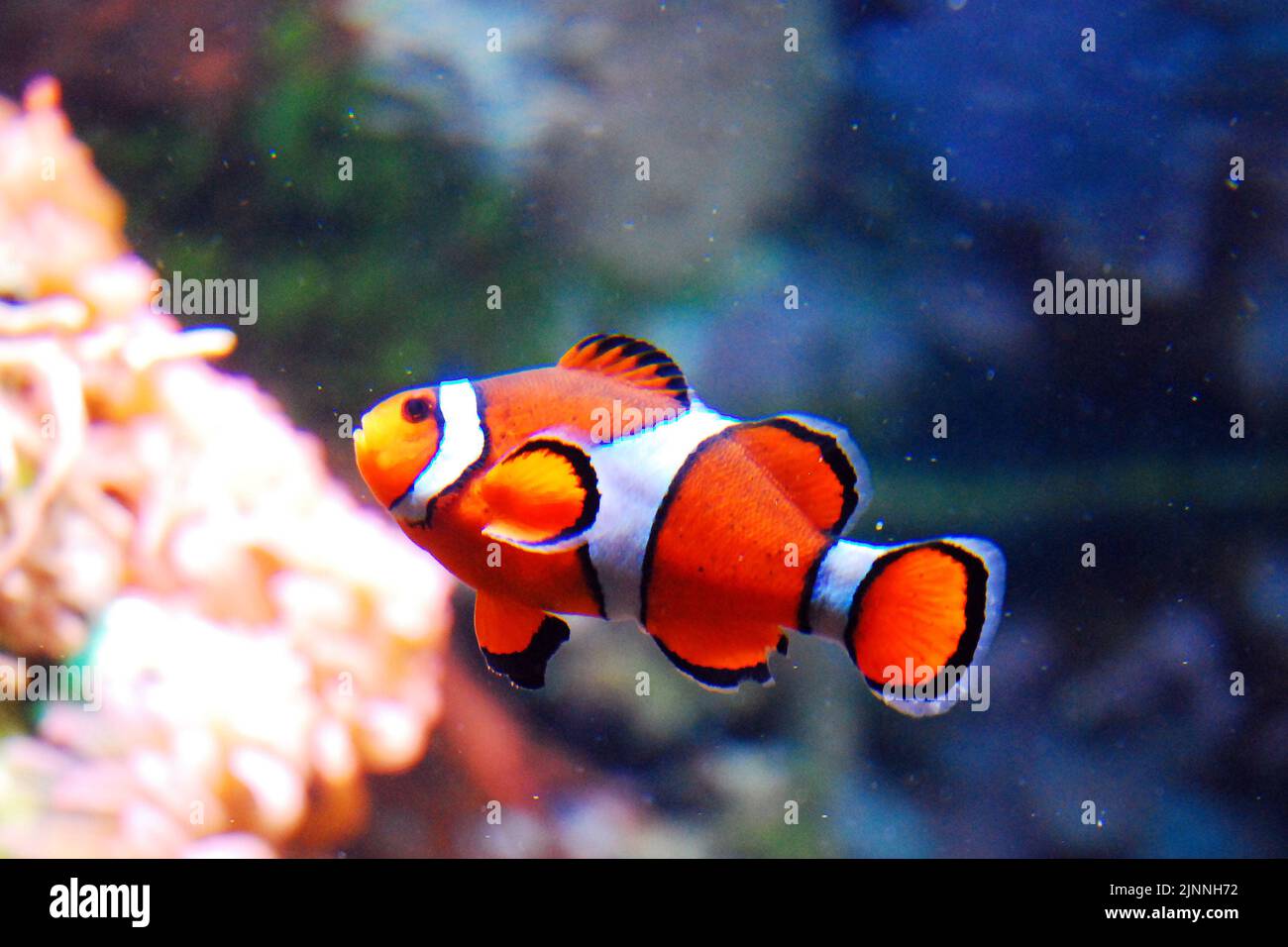 A Clownfish, resembling the cartoon character Nemo, swims in a tank at ...