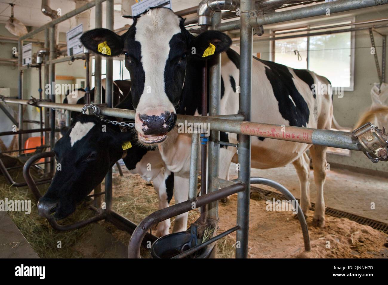 Milk cows in barn vocational high school near Tokyo Japan Stock Photo ...