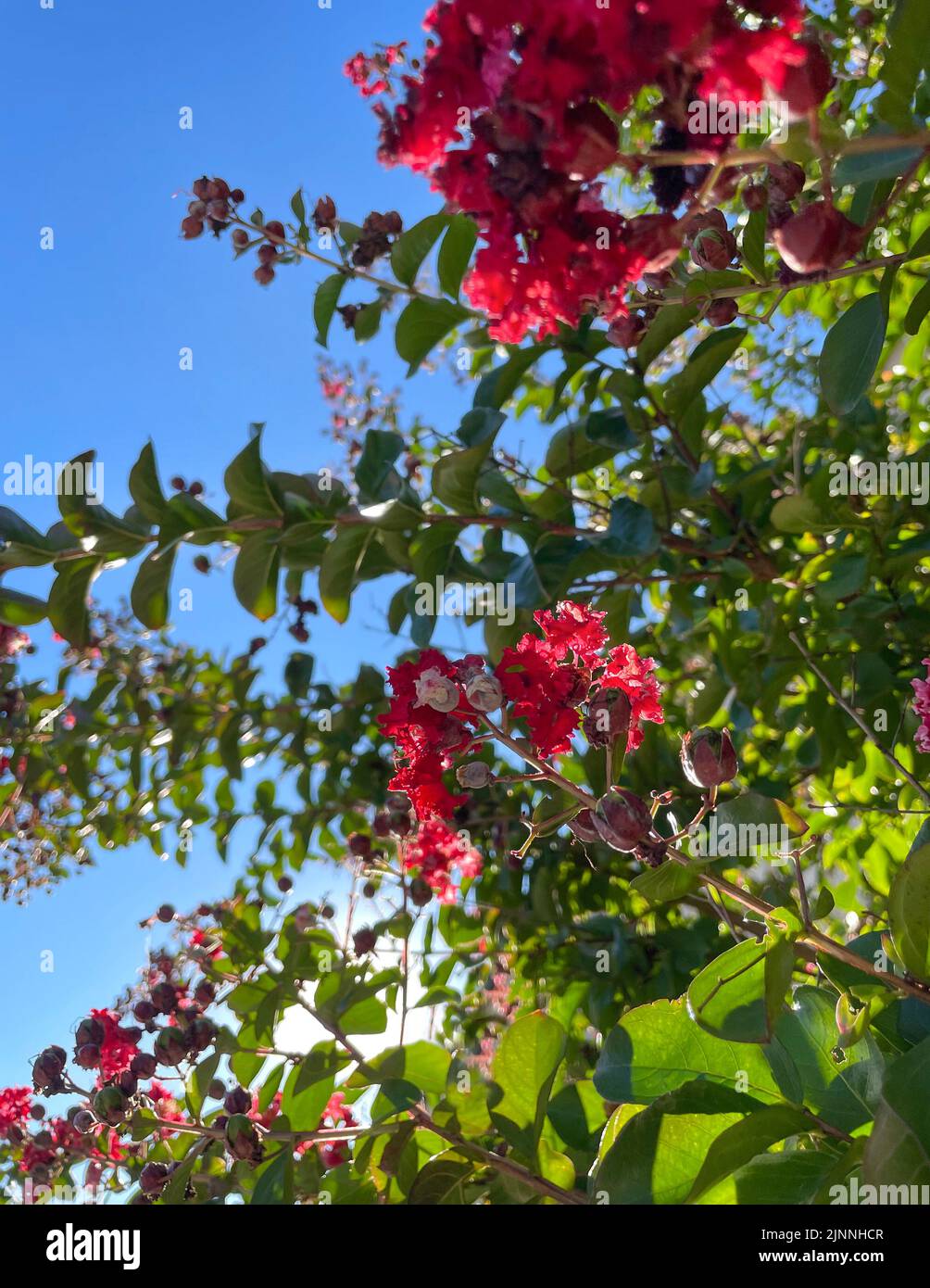 Crepe Myrtle Trees Red Heart