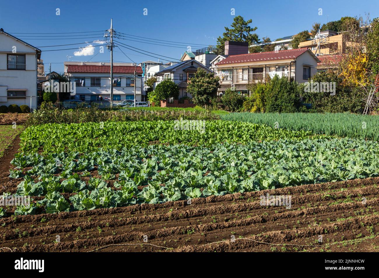 Neighborhood vegetable garden at Nakaikegami, Tokyo, Japan Stock Photo ...