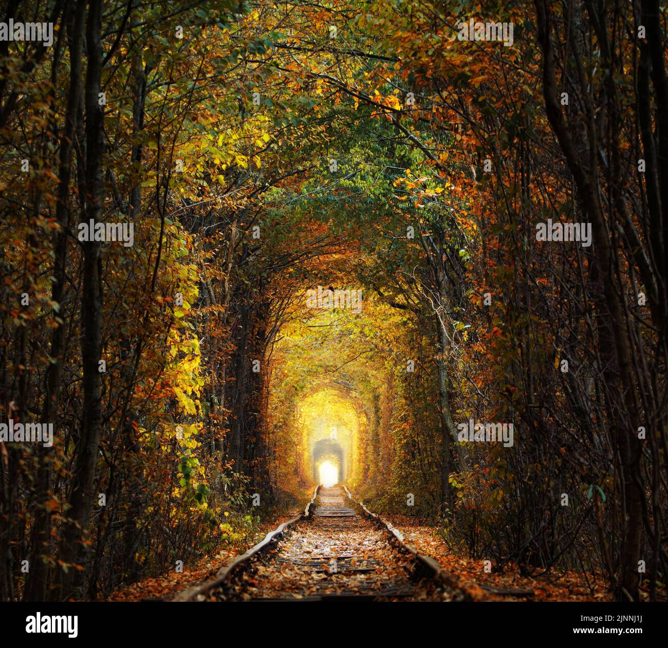 Autumn tunnel of love. City of Klevan, Ukraine Stock Photo - Alamy