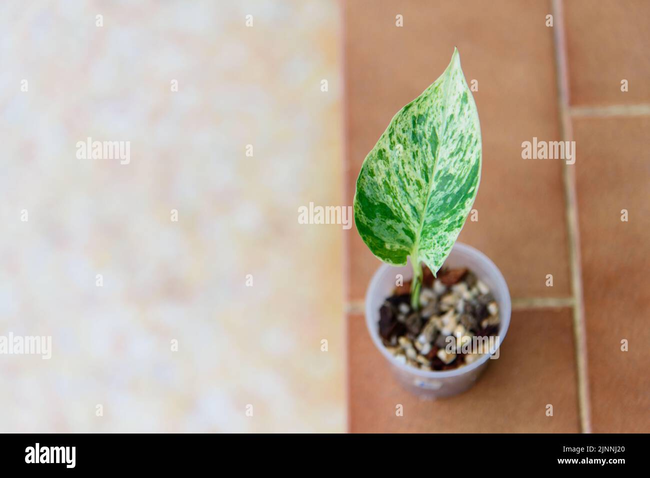 Epipremnum cebu blue variegated in the pot Stock Photo - Alamy