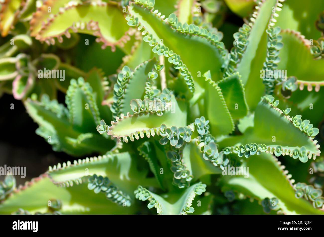 crassulaceae, Kalanchoe hybrid or Mother of Thousands or Kalanchoe or ...