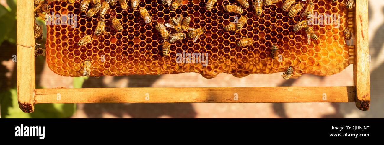 Honey frame with bees and packaged honey Stock Photo - Alamy