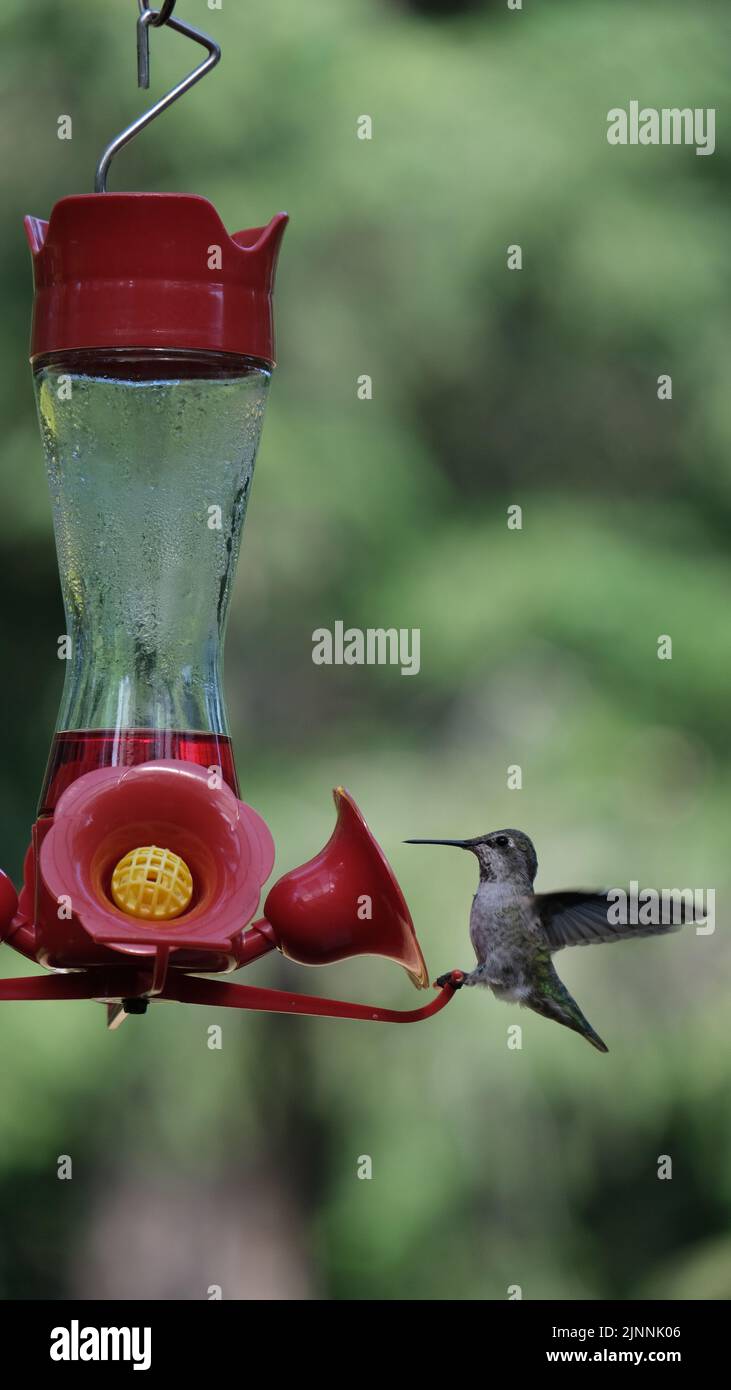 Humming bird feeding off from a bird feeder in the garden. The photo ...