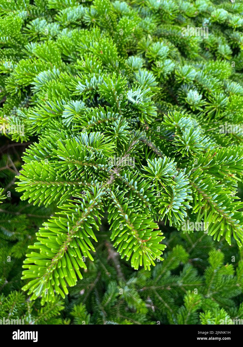 Fir tree texture hi-res stock photography and images - Alamy