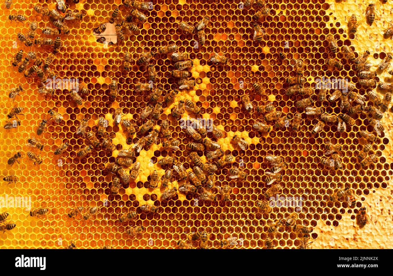 Brood frame eggs larvae sealed hi-res stock photography and images - Alamy