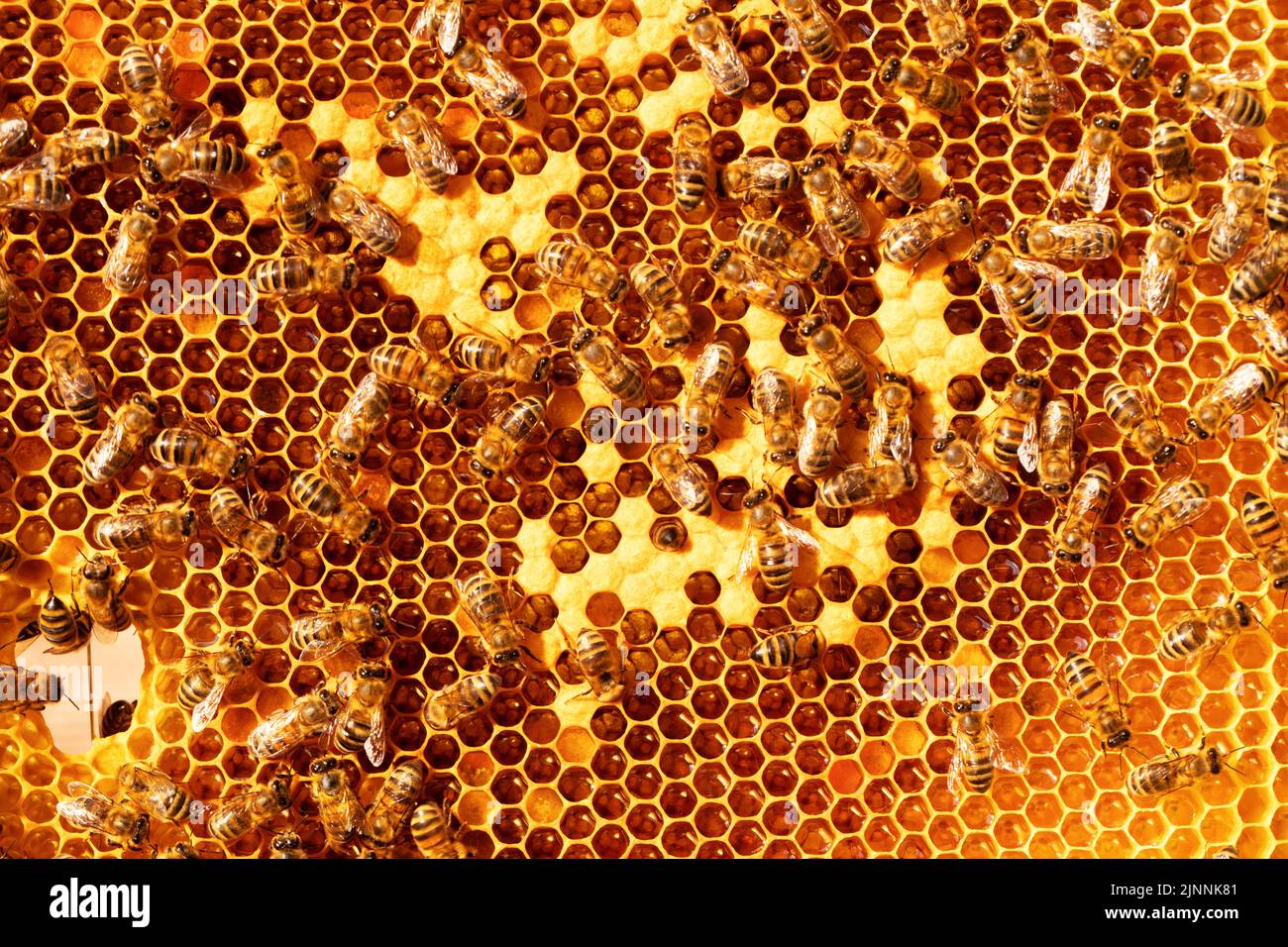 Frame with closed bee brood and honey Stock Photo - Alamy