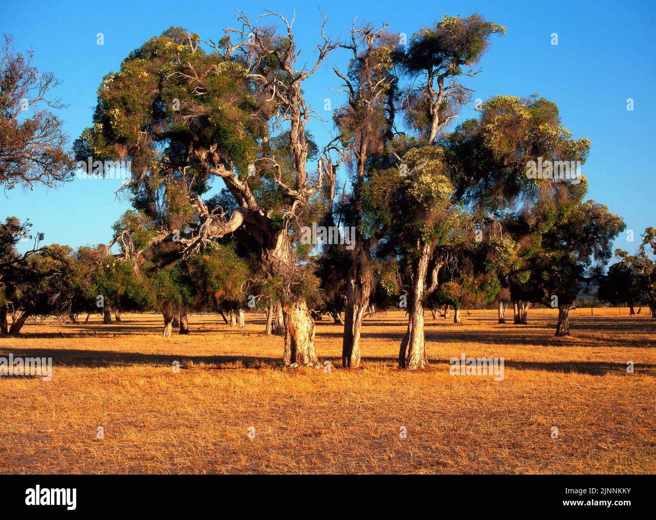 Paper bark tree, Melaleuca rhaphiophylla, Southwest Australia Stock ...