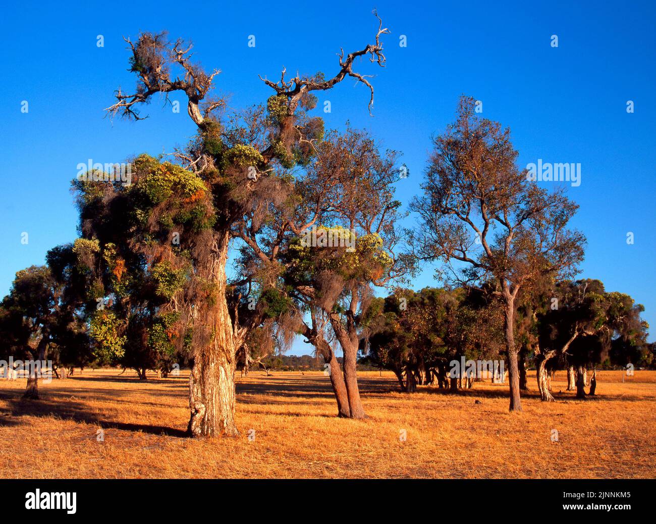 Australian melaleuca hi-res stock photography and images - Alamy