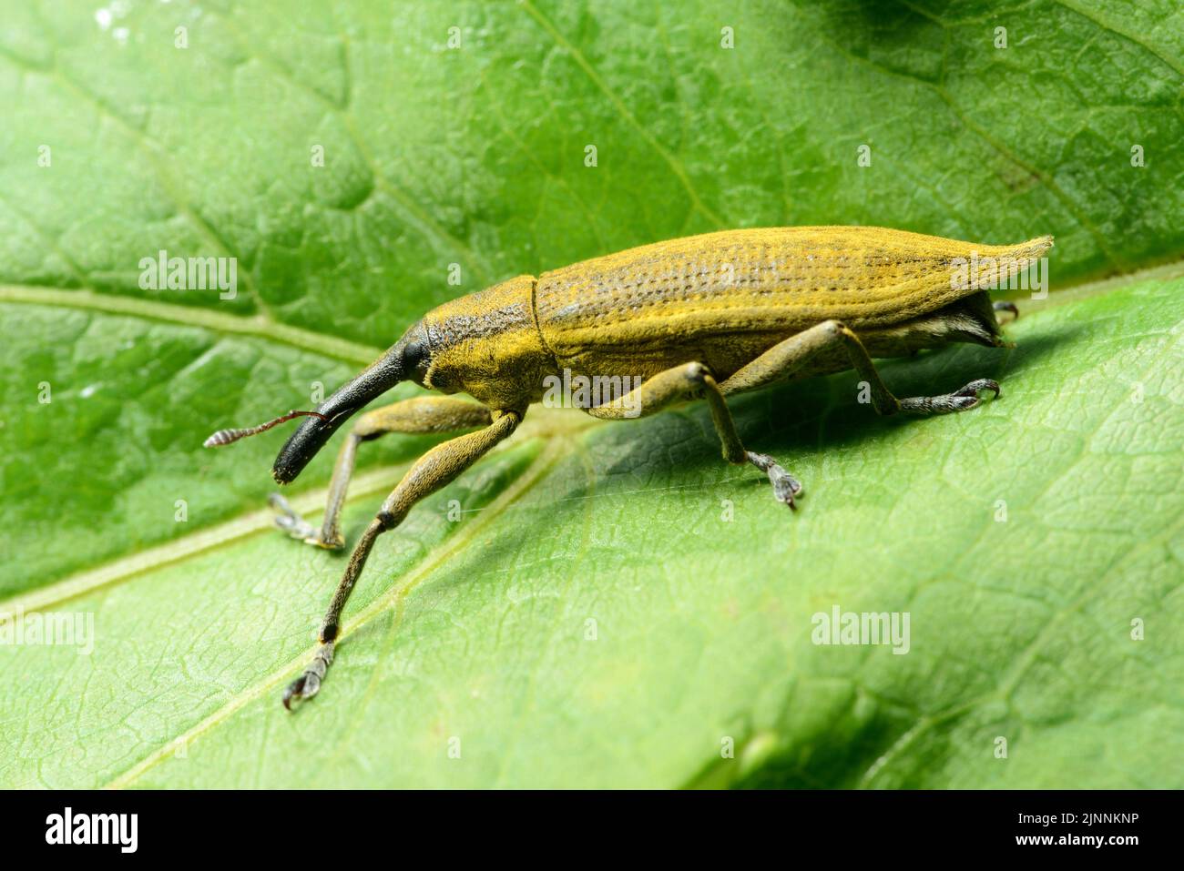 Large yellow weevil Lixus iridis on a leaf of a plant in Belarus Stock ...