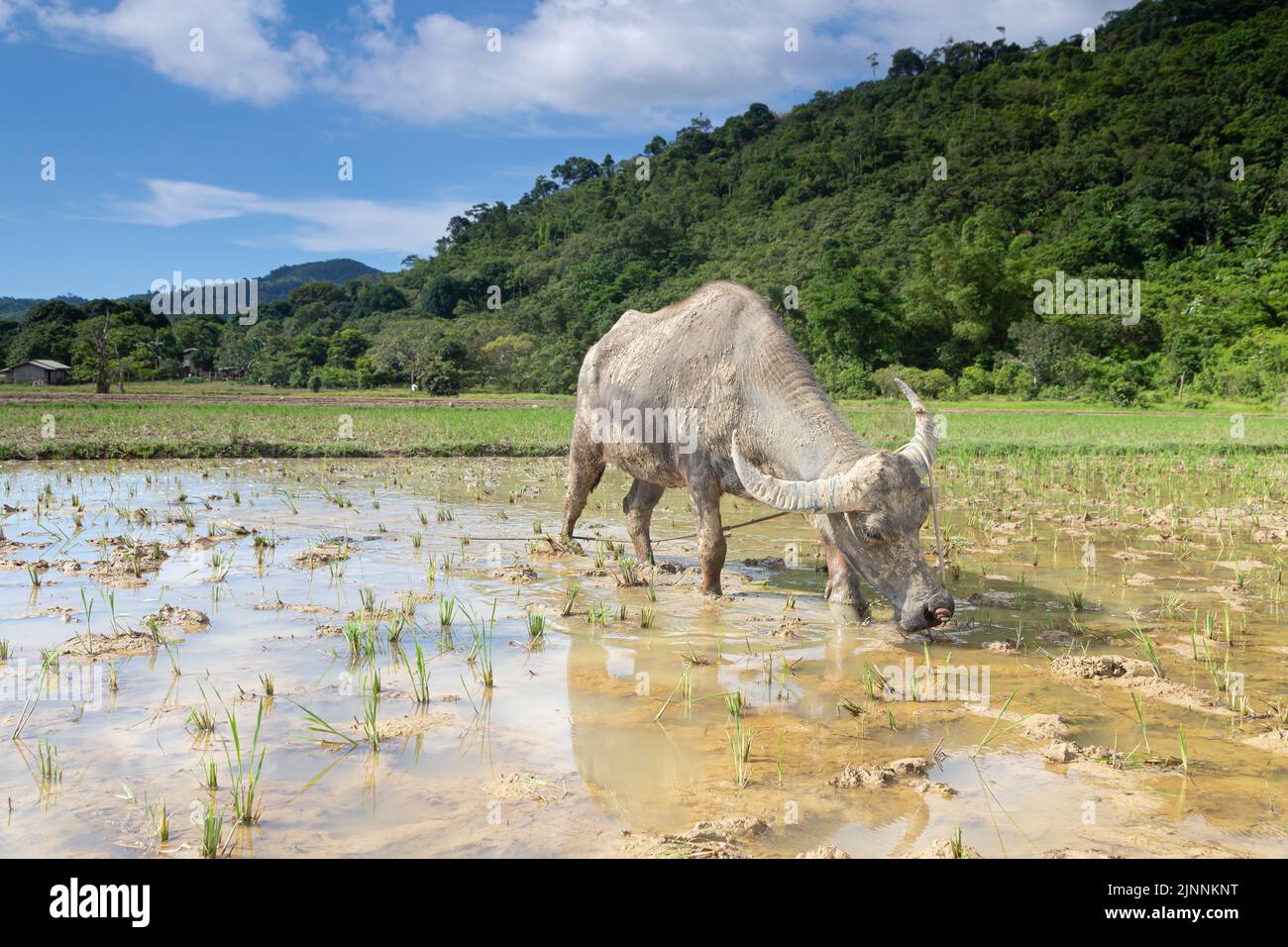 An image of Domestic Asian Water Buffalo Bubalus Bubalis, blue sky, and ...