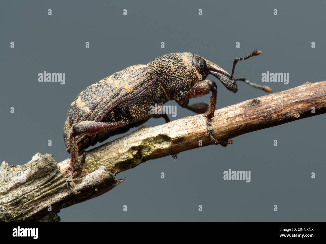 Beetle Large pine weevil (Hylobius abietis) on a dry branch in the pine ...