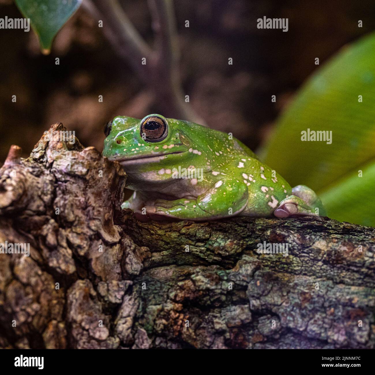 Australian Green Tree Frog, Hyla Cinerea, perched on a branch, against ...