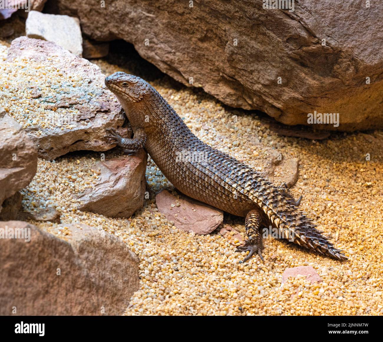Gidgee Skink (Egernia stokesii), very rare, threatened species. Habitat ...