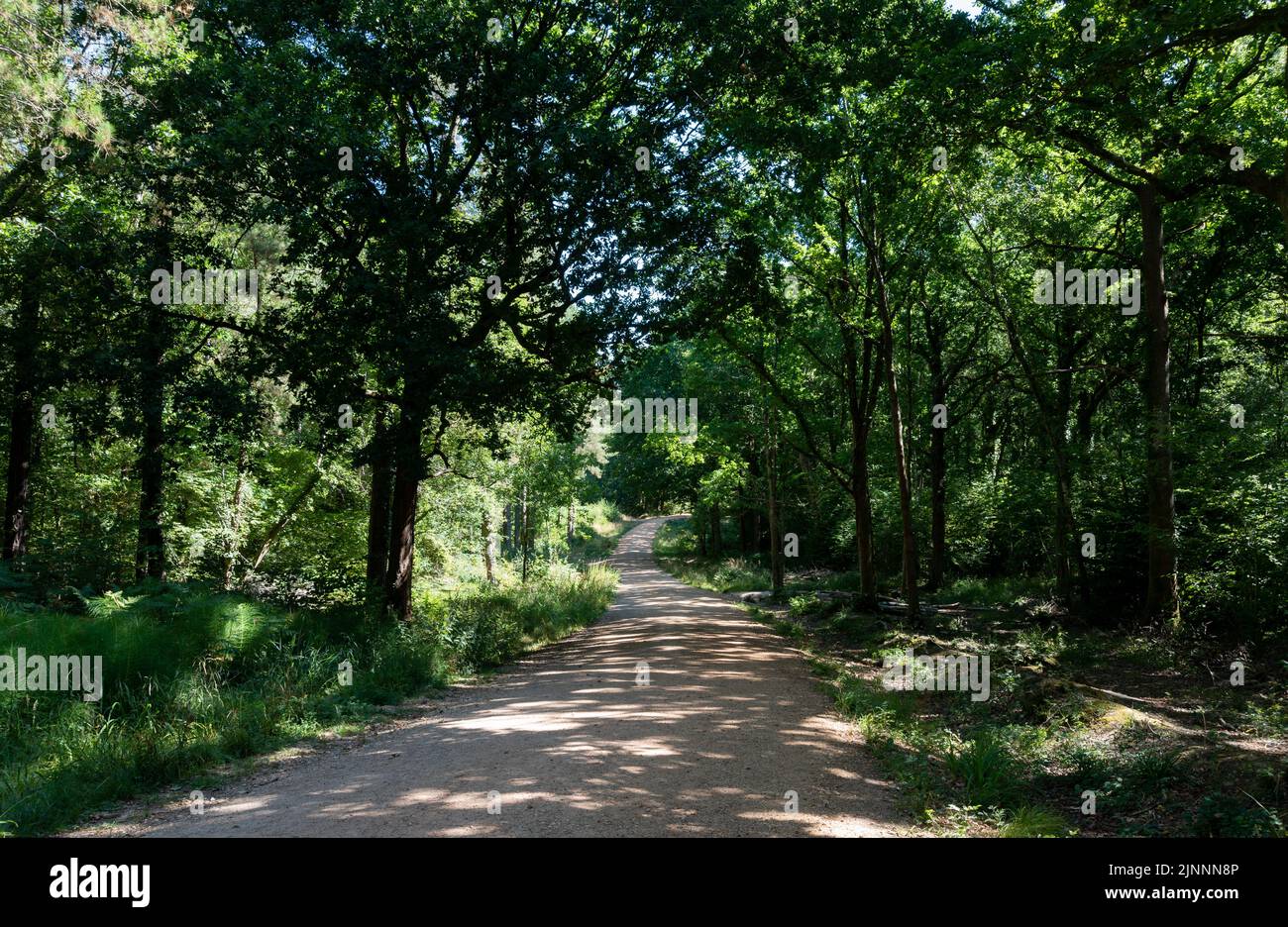 Dirt path running through a forested area with trees and green leaf ...