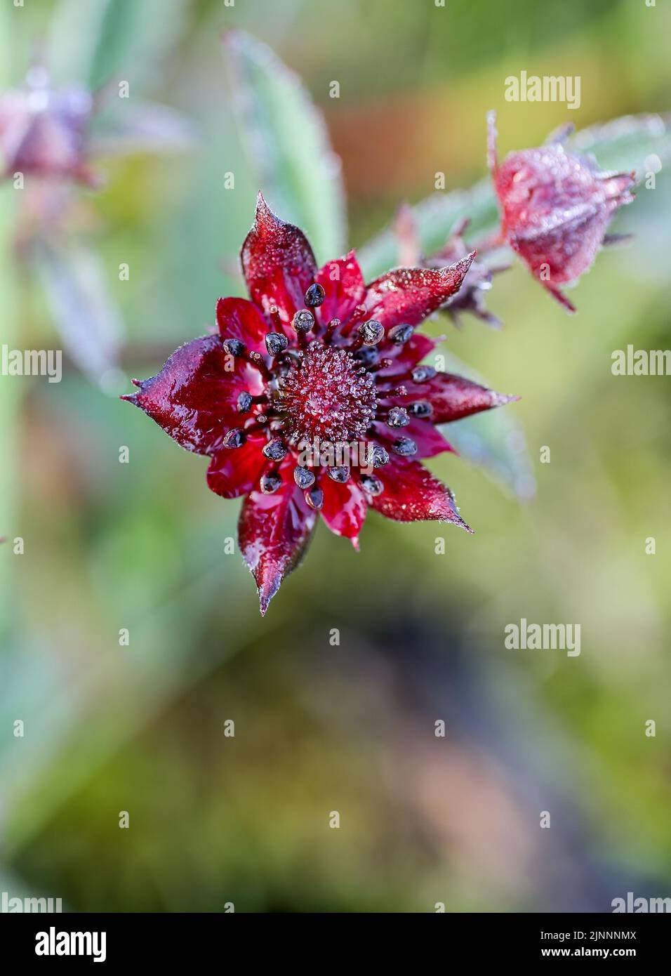 Purple marshlocks hi-res stock photography and images - Alamy