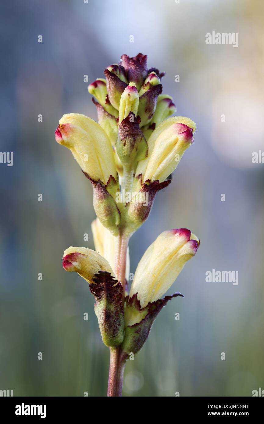 King yellow hi-res stock photography and images - Alamy