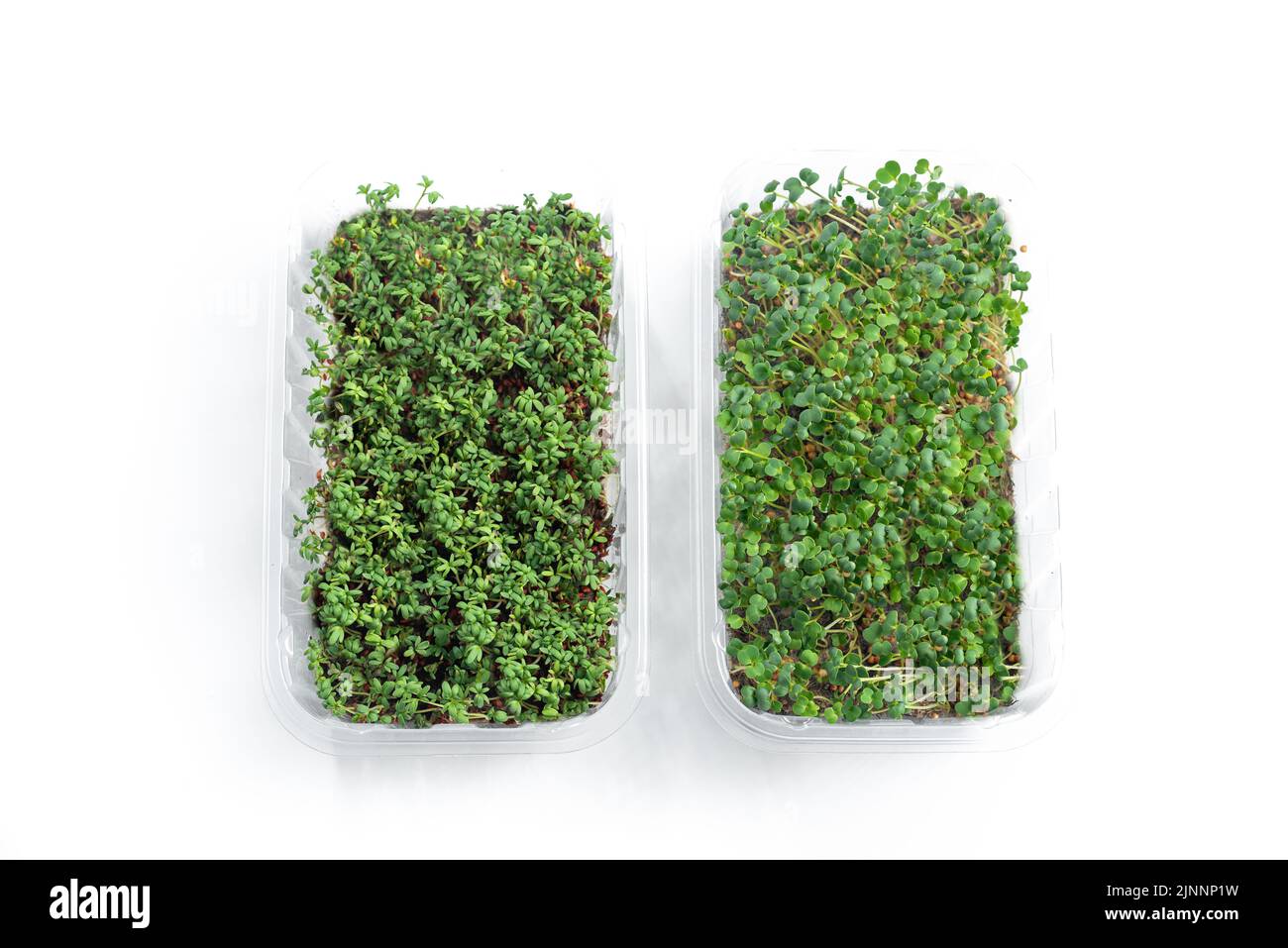 Sprouted seeds of microgreens. Isolated on a white background ...
