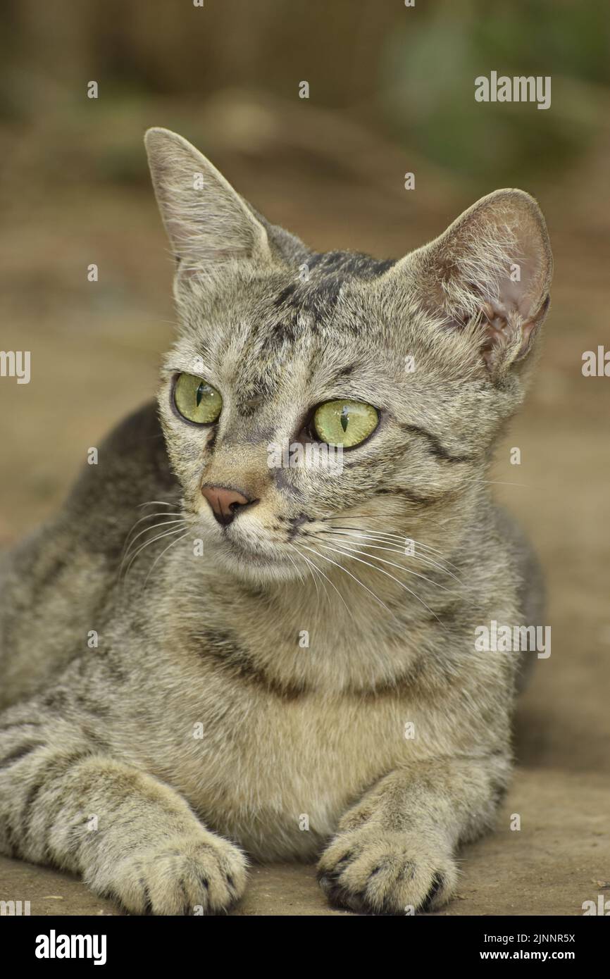 Siting pose hi-res stock photography and images - Alamy