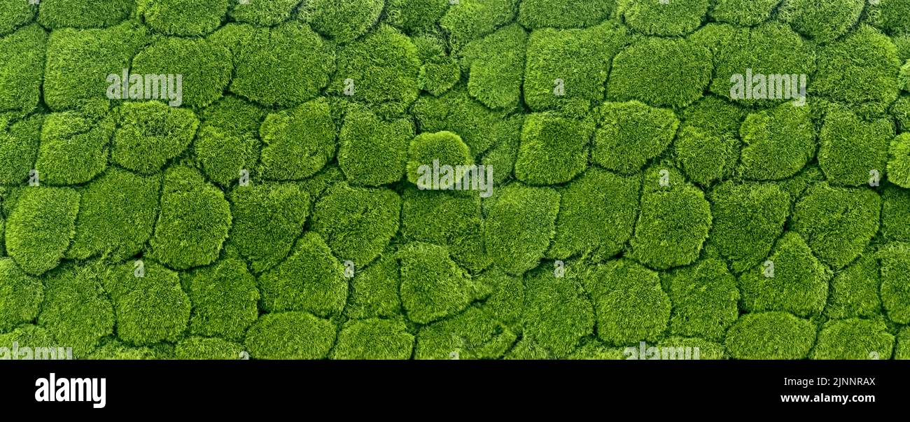 Moss texture dark green panoramic background Stock Photo - Alamy