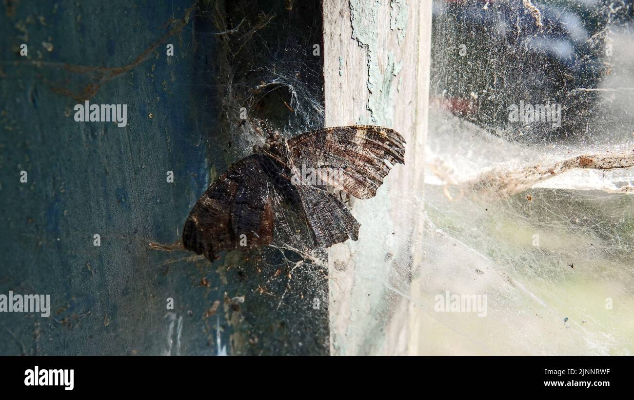 A dead moth or butterfly hanging in an old spider web. Seen in a ...