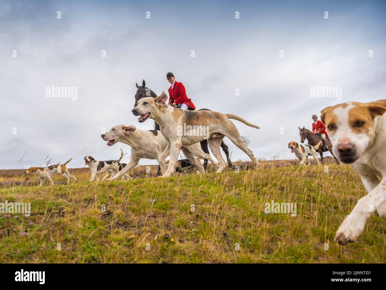 Lauder common riding hi-res stock photography and images - Alamy