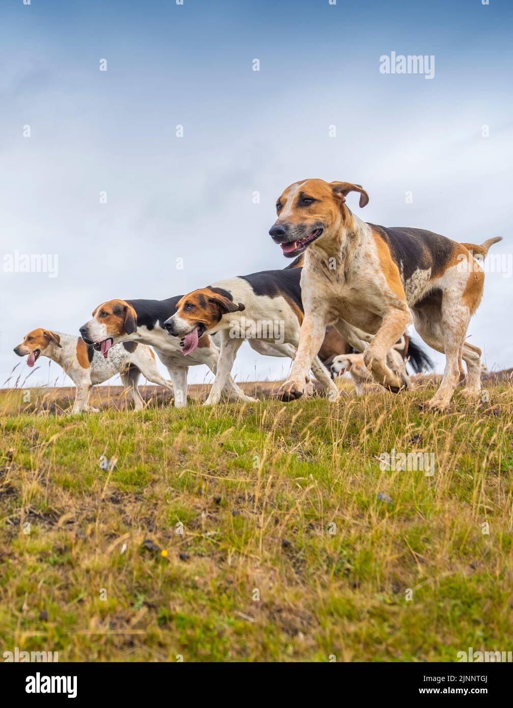 6th August 2022 Lauder Common Riding 2022. Picture Phil Wilkinson Stock ...
