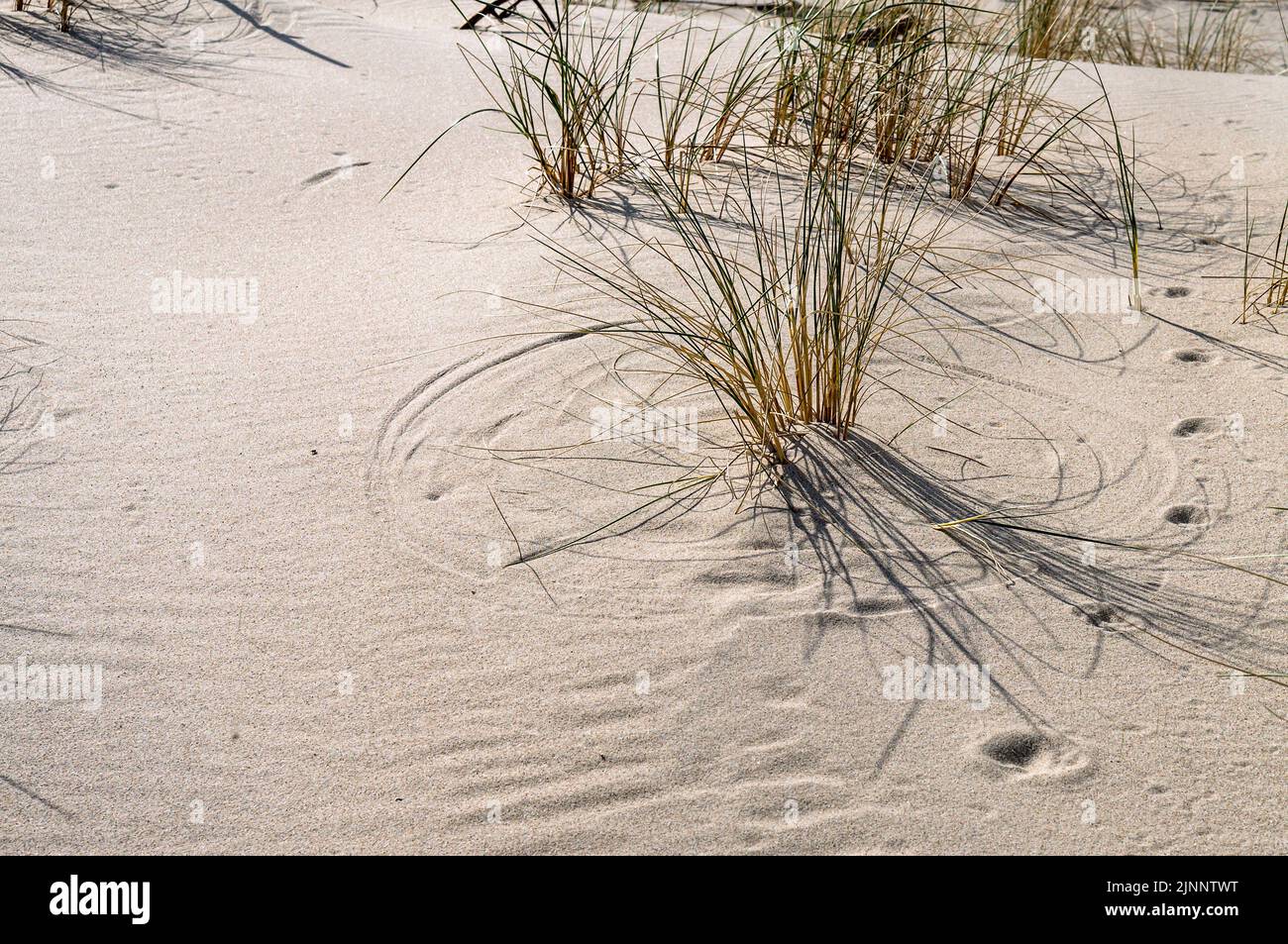 Sandy beach. Grass on the sea sand. Sea sand beach and grass Stock ...