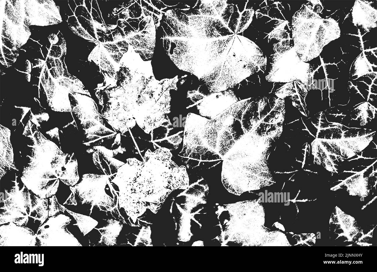 Distressed overlay wooden leaf macro texture with streaks. grunge black ...