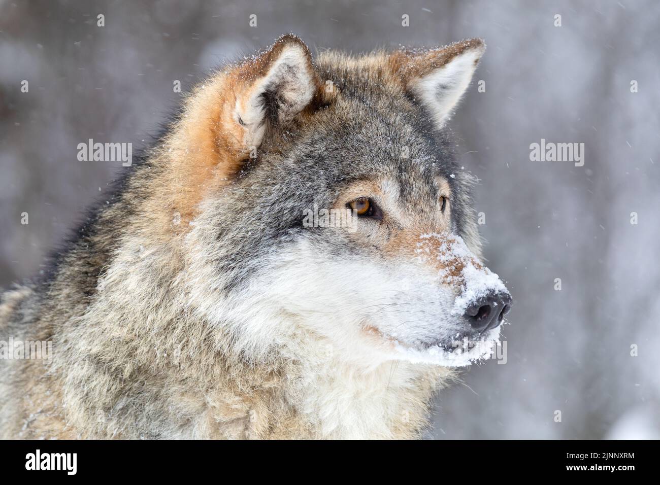 Close-up of focused wolf stands in beautiful and cold winter forest ...
