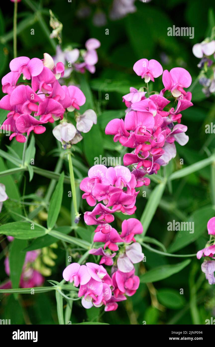 Sweat Peas (lathyrus odoratus) growing in garden Hook Norton Oxfordshire England uk Stock Photo ...